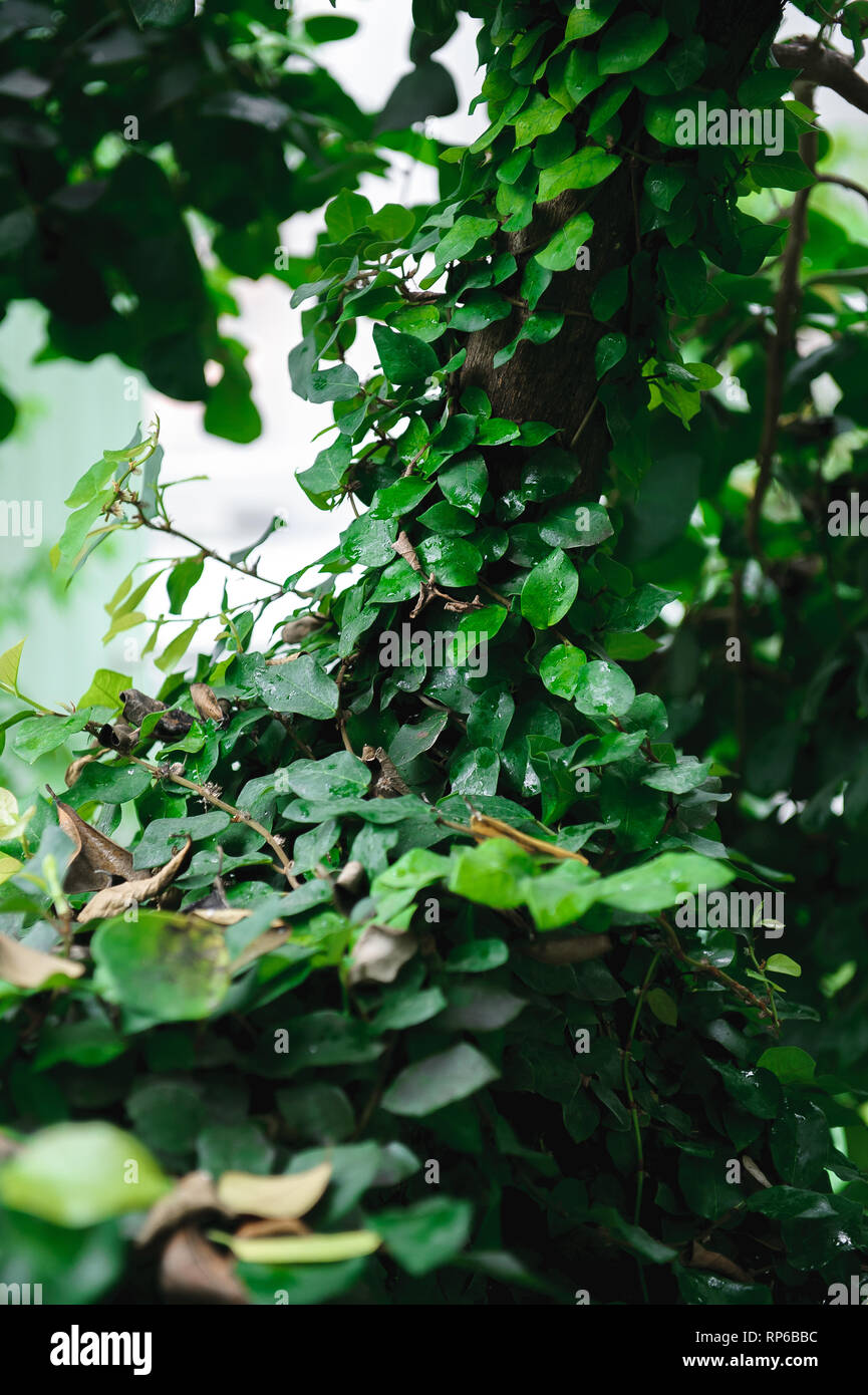 Tree Entwined With Ivy High Resolution Stock Photography and Images - Alamy