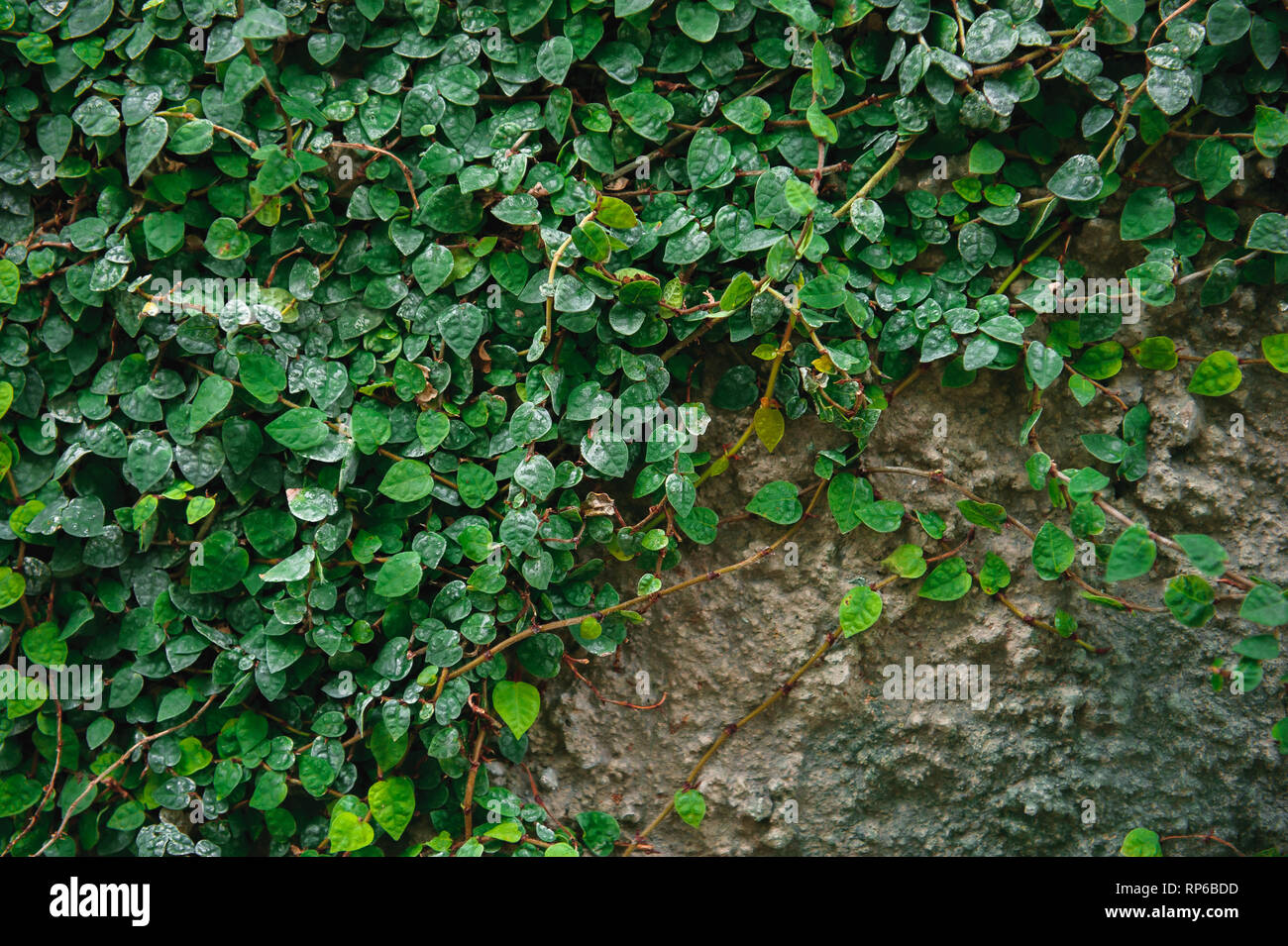 Natural green leaf wall, Texture background. Leaves on the wall Stock ...