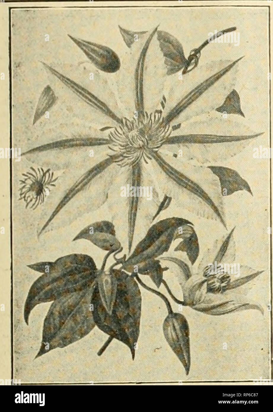 Countess of lovelace hi-res stock photography and images - Alamy