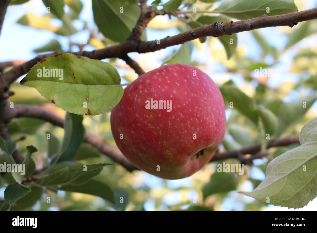 Apple on branch hi-res stock photography and images - Alamy
