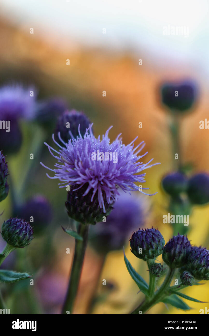 Purple thistle bud hi-res stock photography and images - Alamy
