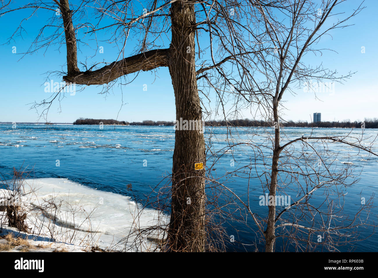 Tree by the river Stock Photo - Alamy