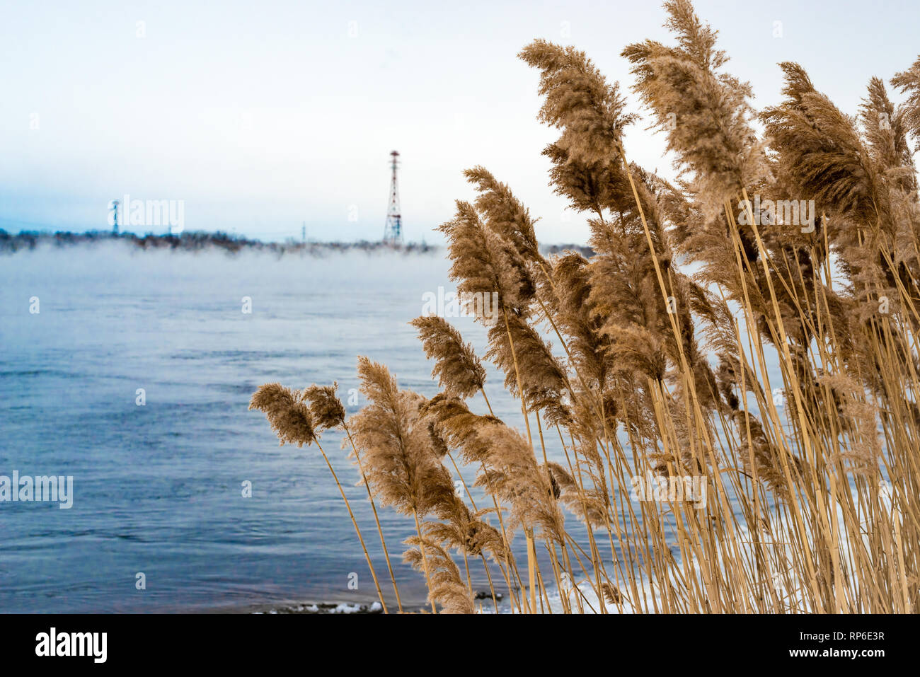Reed by the river Stock Photo - Alamy