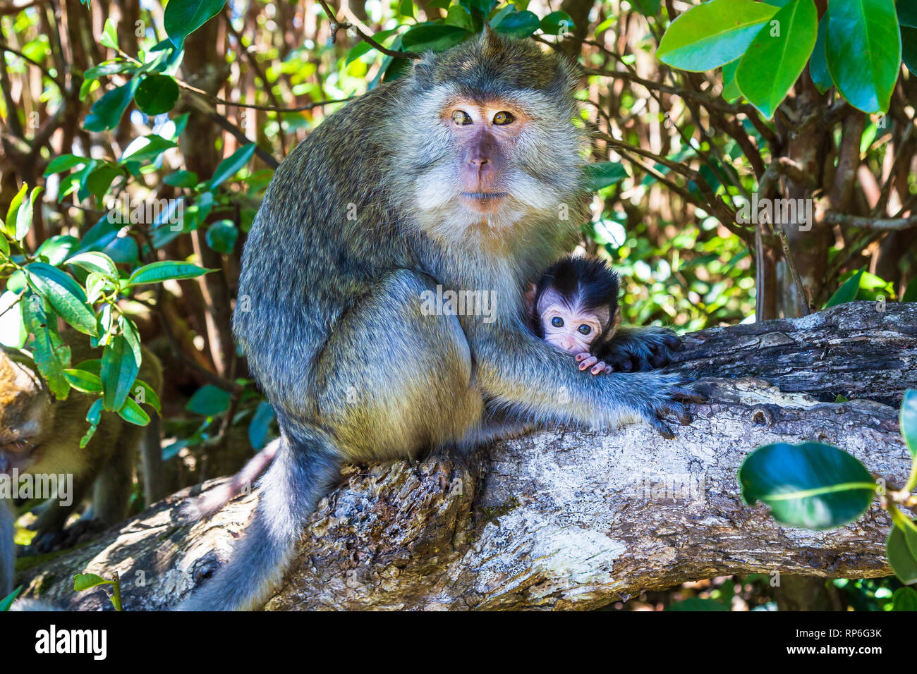 Long tailed or also called crab-eating macaque (Macaca fascicularis ...