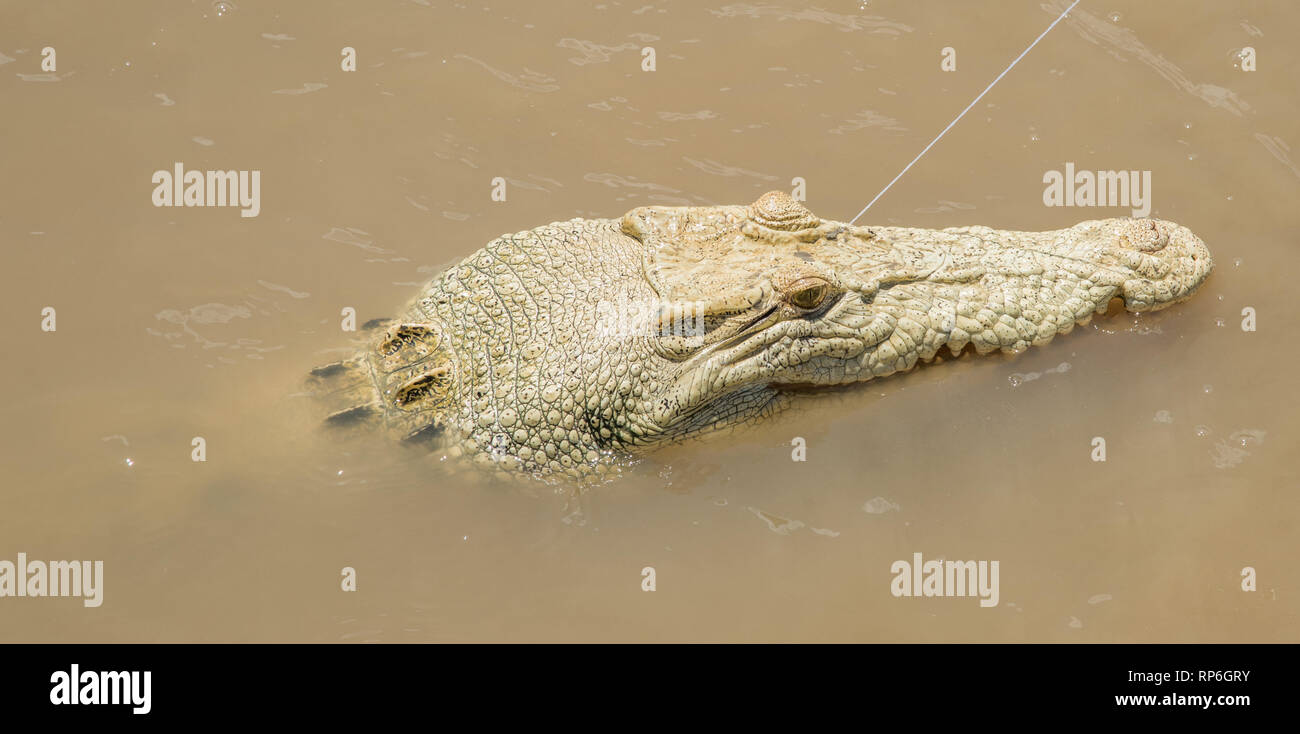 White saltwater crocodile, with hypomelanism, swimming in the Adelaide ...