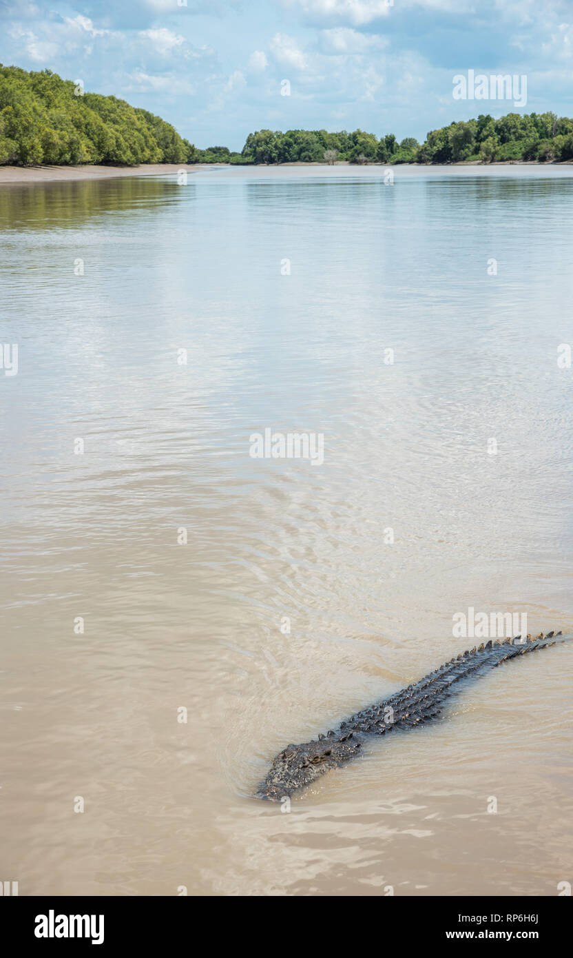 Saltwater crocodile swimming in the Adelaide River in a remote area of ...