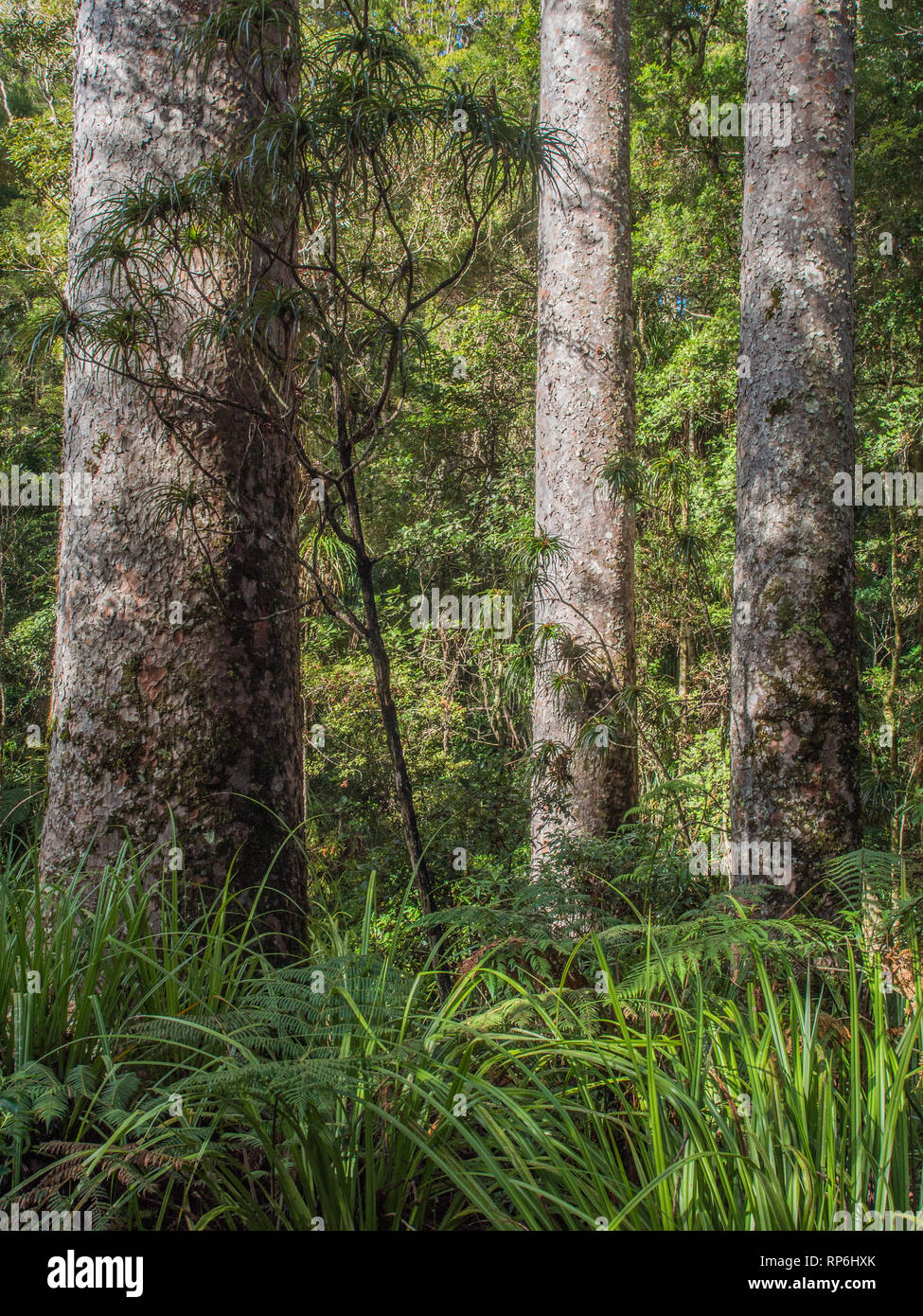 Kauri, tree trunks towering over understory, in Puketi Forest ...