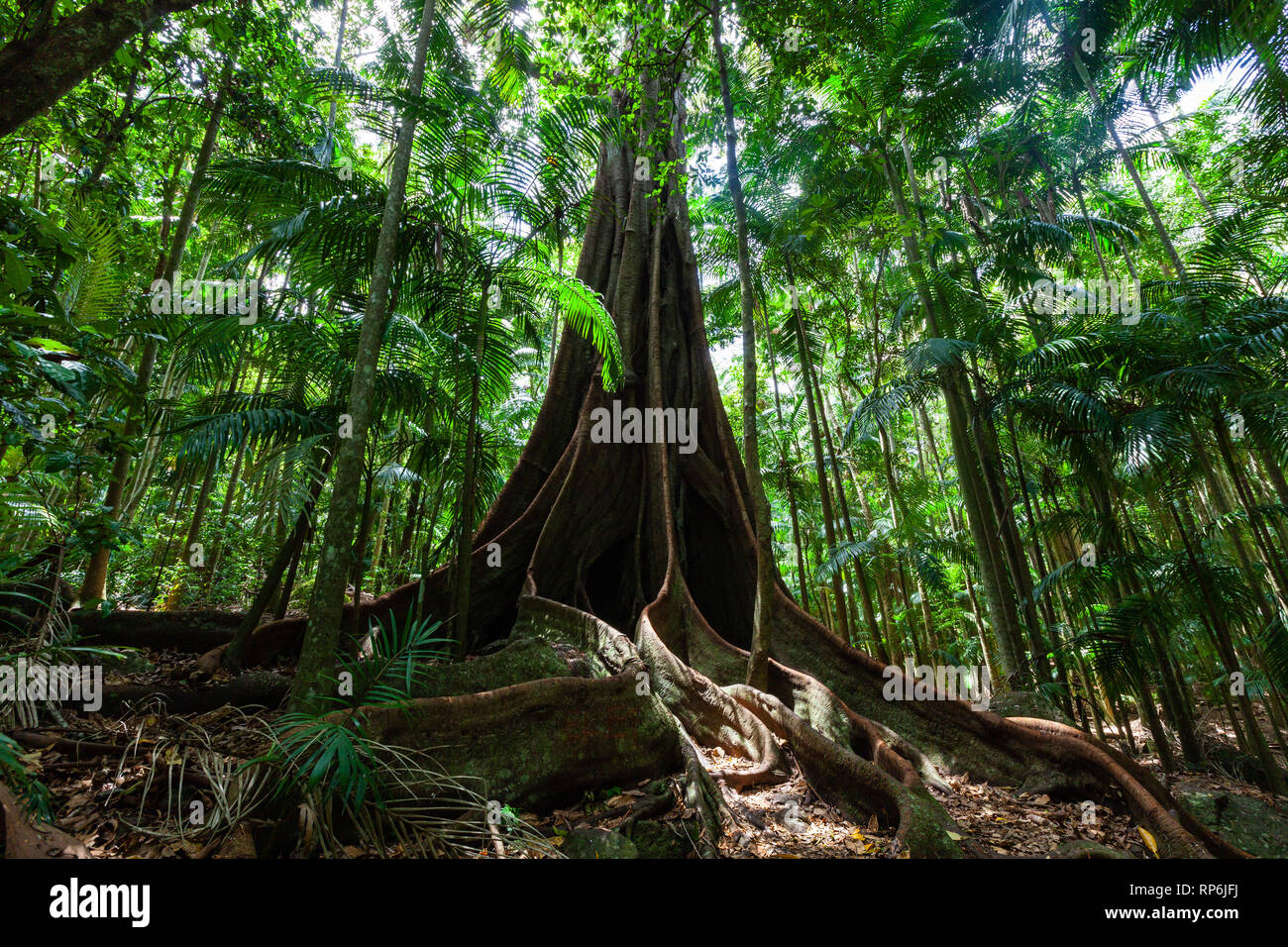 Giant fig tree roots in a rainforest Stock Photo - Alamy