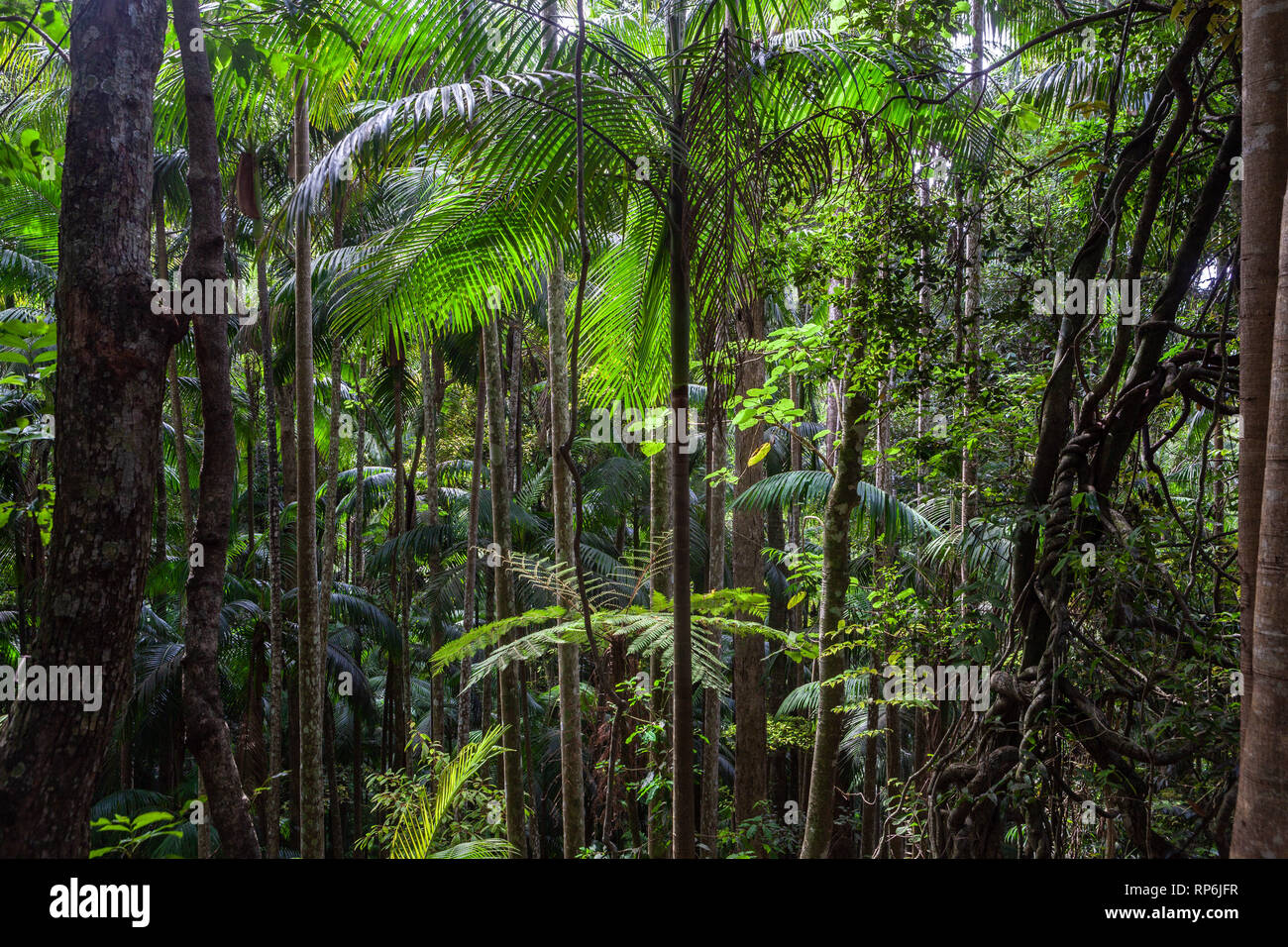 Beautiful temperate rainforest in Queensland, Australia Stock Photo - Alamy