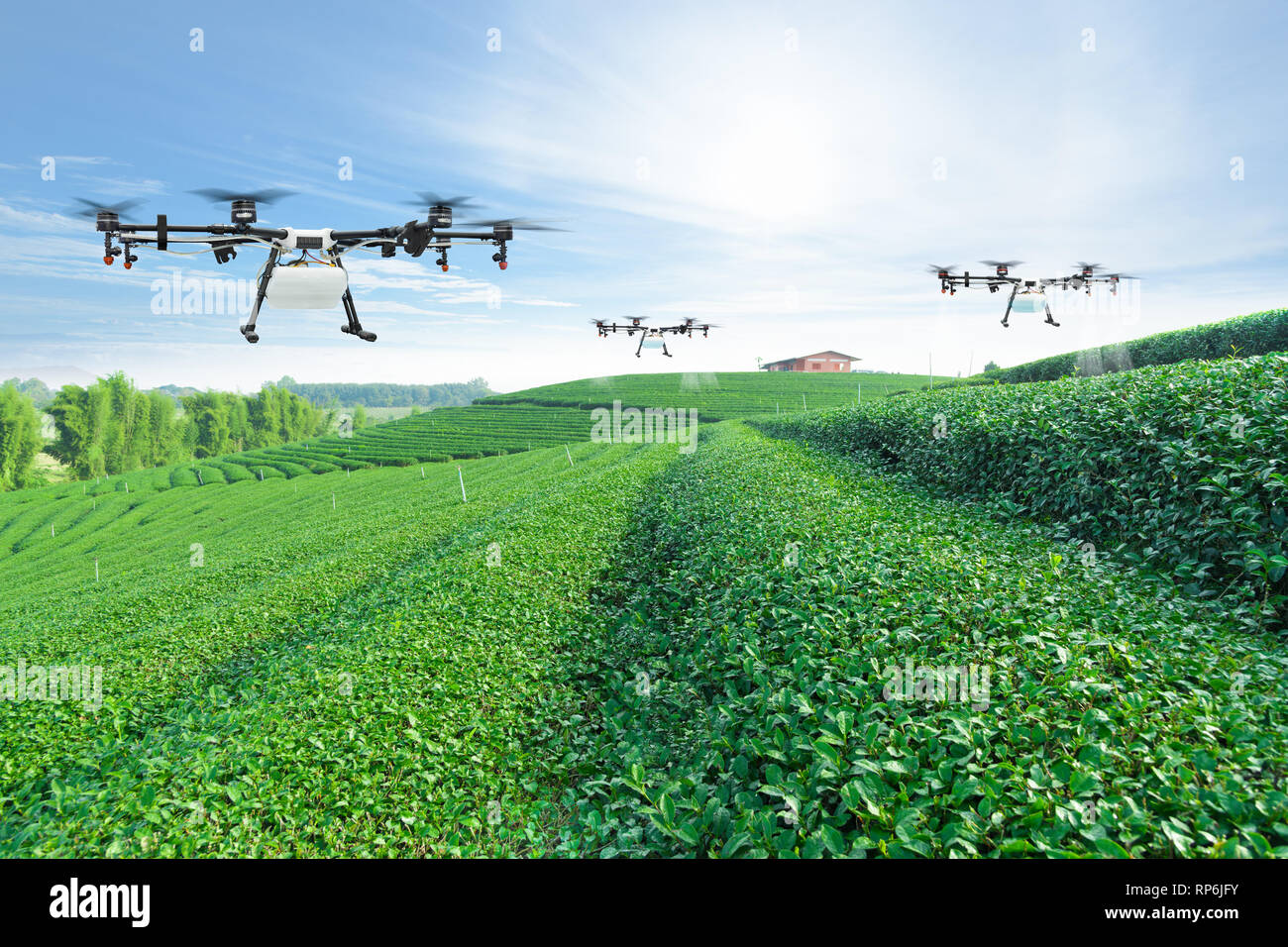 Agriculture drone fly to sprayed fertilizer on the green tea fields, Smart farm 4.0 concept ...