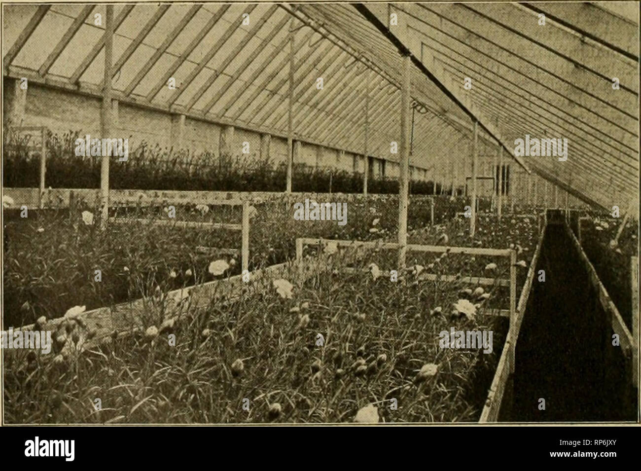 Malmaison carnation carnation hi-res stock photography and images - Alamy