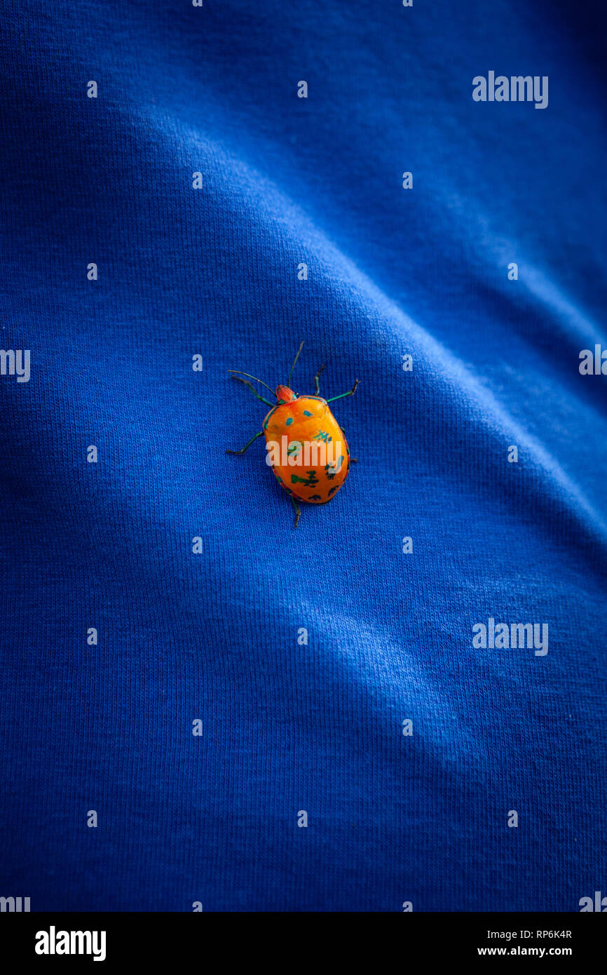 Australian jewel bug hi-res stock photography and images - Alamy