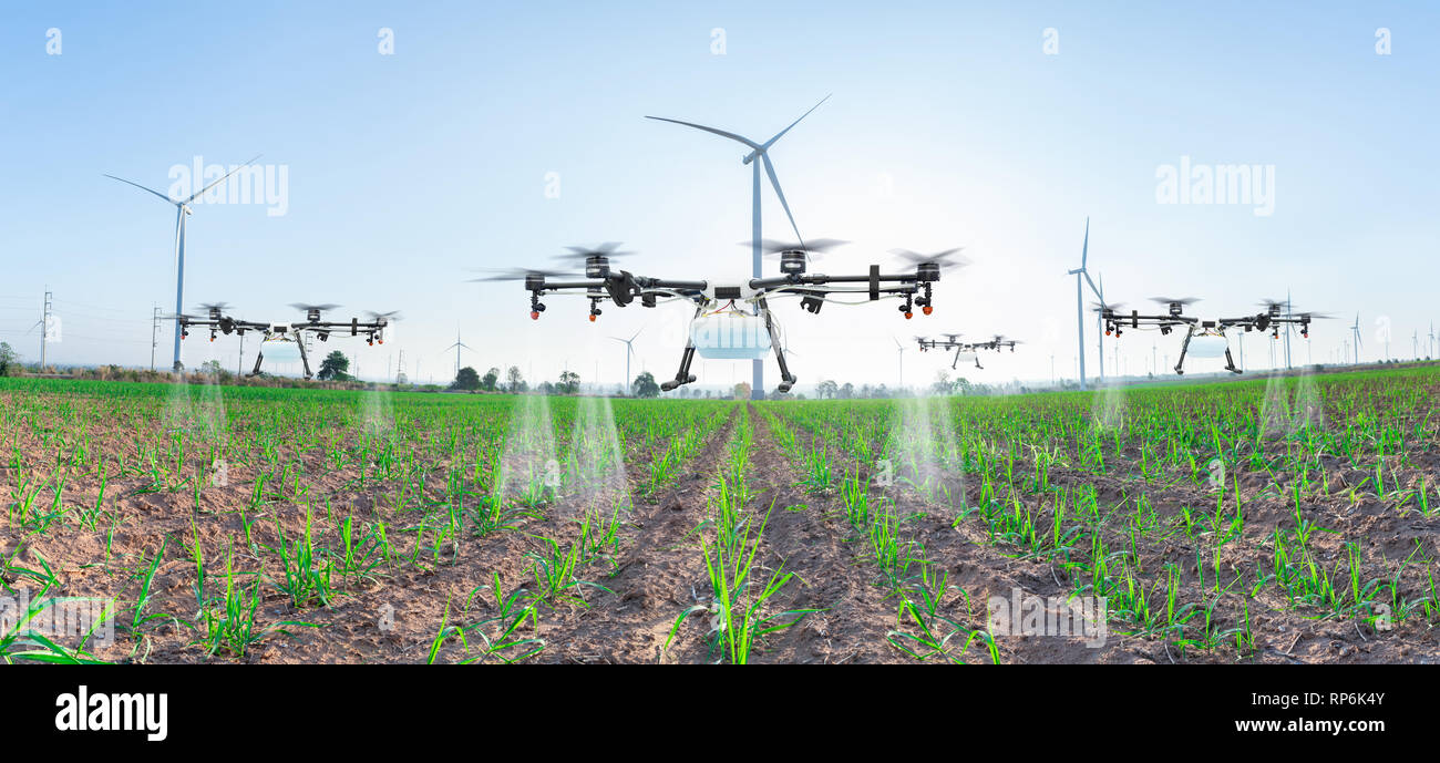 Agriculture drone fly to spray fertilizer on panorama sugarcane fields, Smart farm 4.0 concept ...