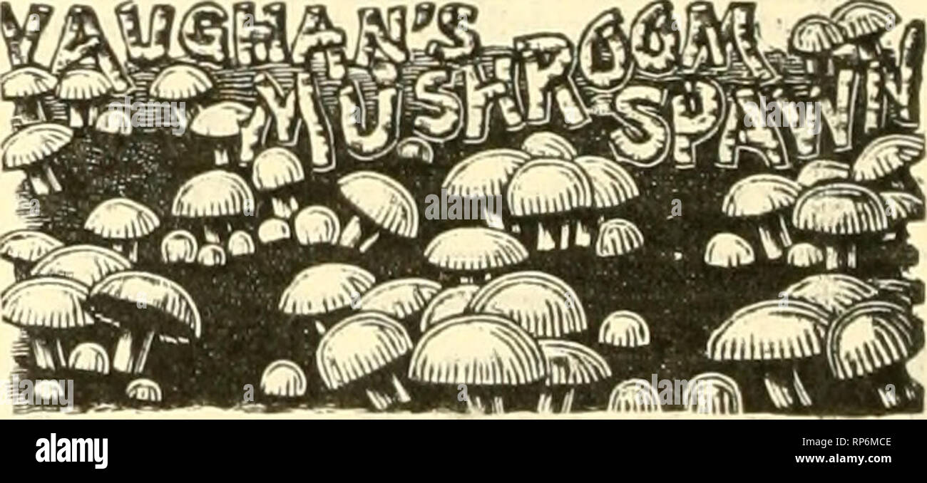 Ss connaught hi-res stock photography and images - Alamy