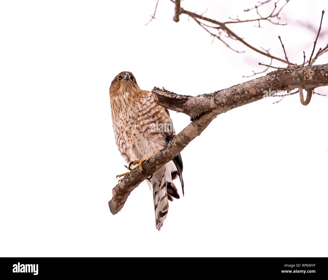 Cooper's Hawk sitting in a tree surveying the area and hunting for prey ...