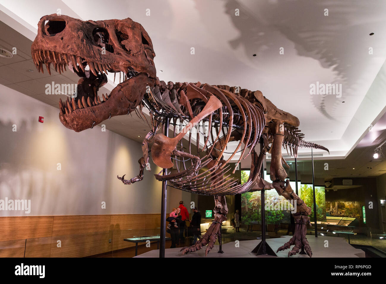 Fossil skeleton of the famous "Sue" the T. Rex in display. The Field ...