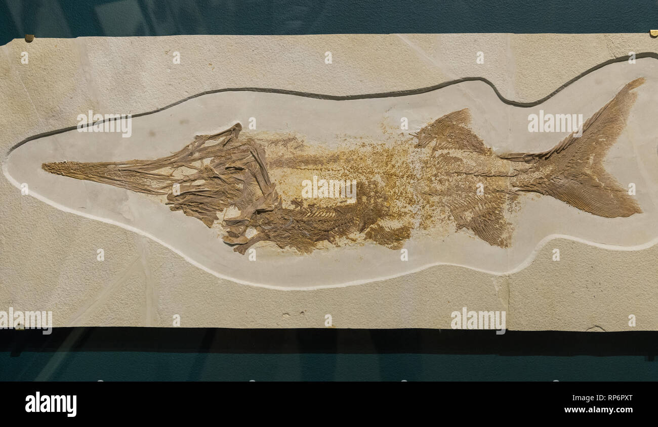 Crossopholis magnicaudatus hi-res stock photography and images - Alamy