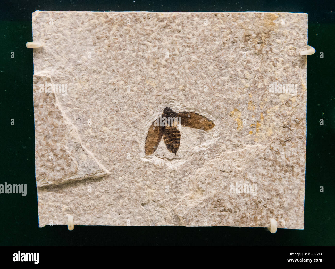 Fossil imprint of a bee. The Field Museum. Chicago, Illinois, USA Stock ...