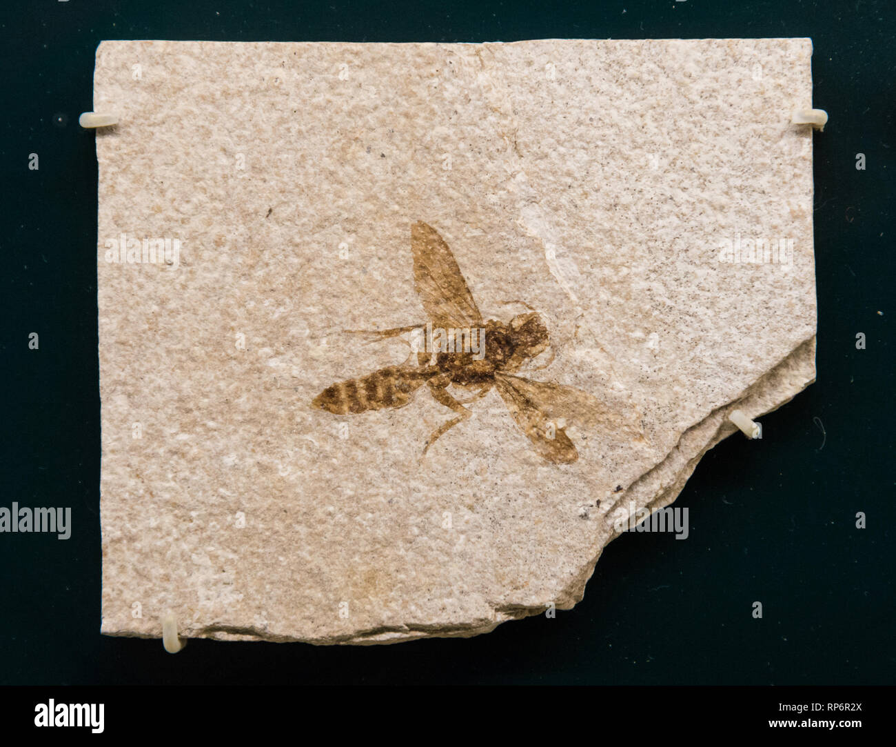 Insect museum hi-res stock photography and images - Alamy