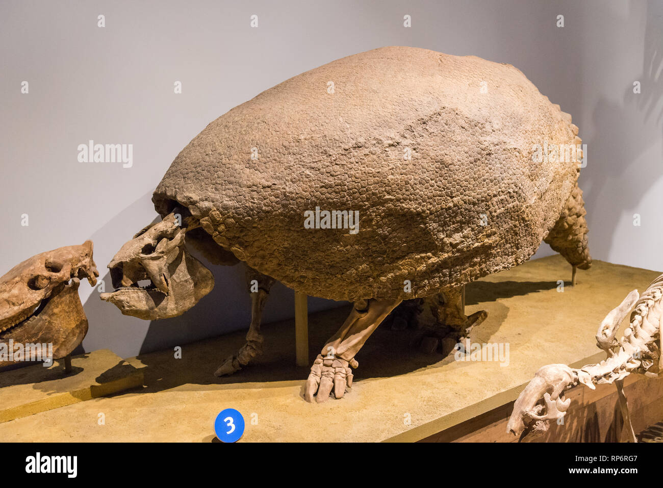 Extinct mammals south america hi-res stock photography and images - Alamy