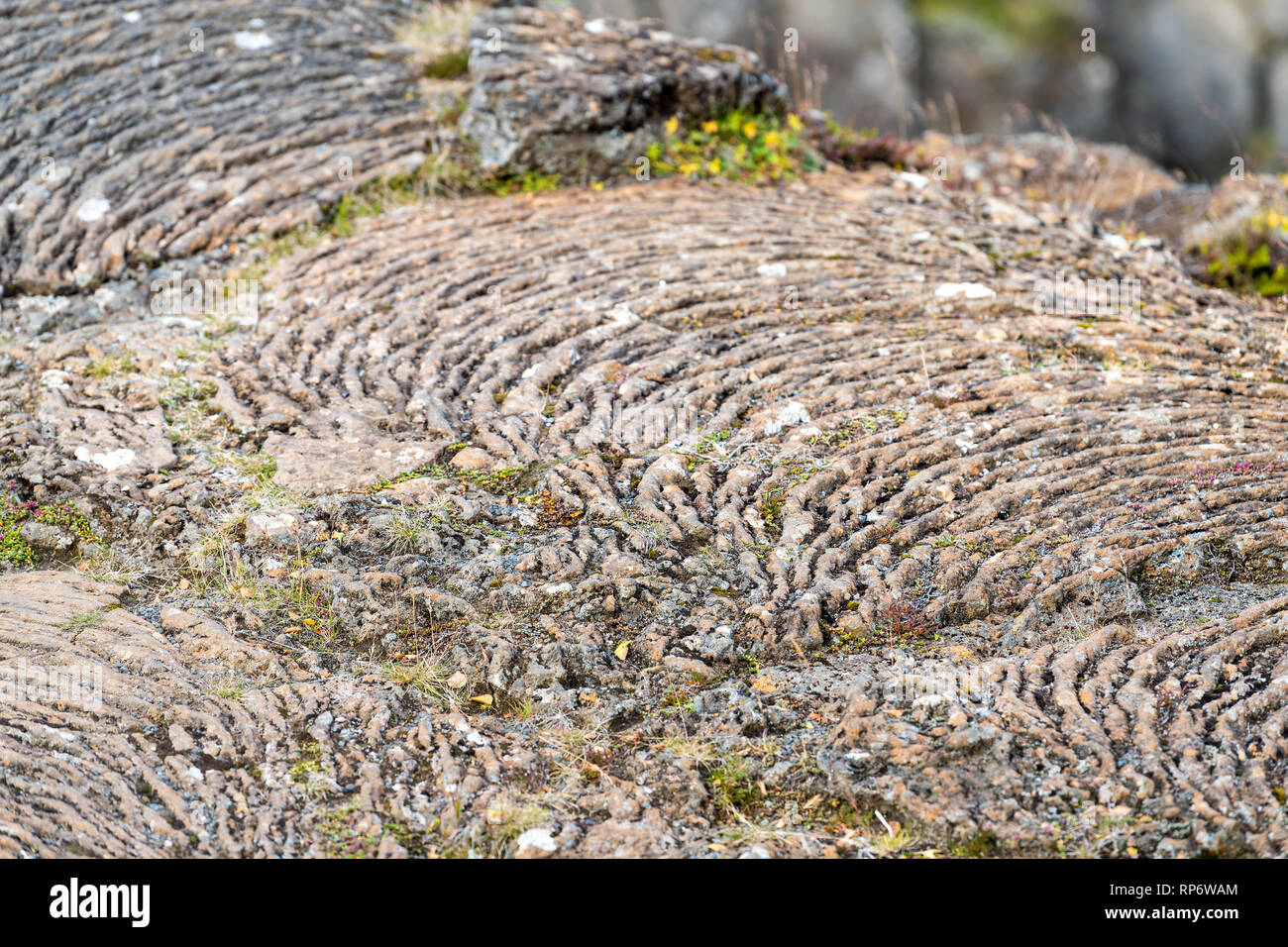 Abstract closeup of fissure pattern in Thingvellir National Park in ...