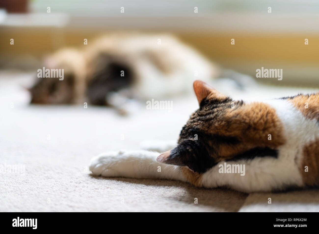 Paws together hi-res stock photography and images - Alamy