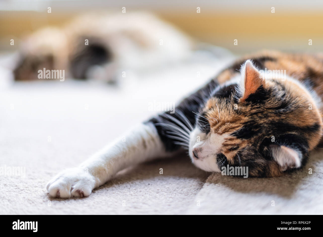 Closeup of two cat friends face sleeping together on carpet in bedroom ...