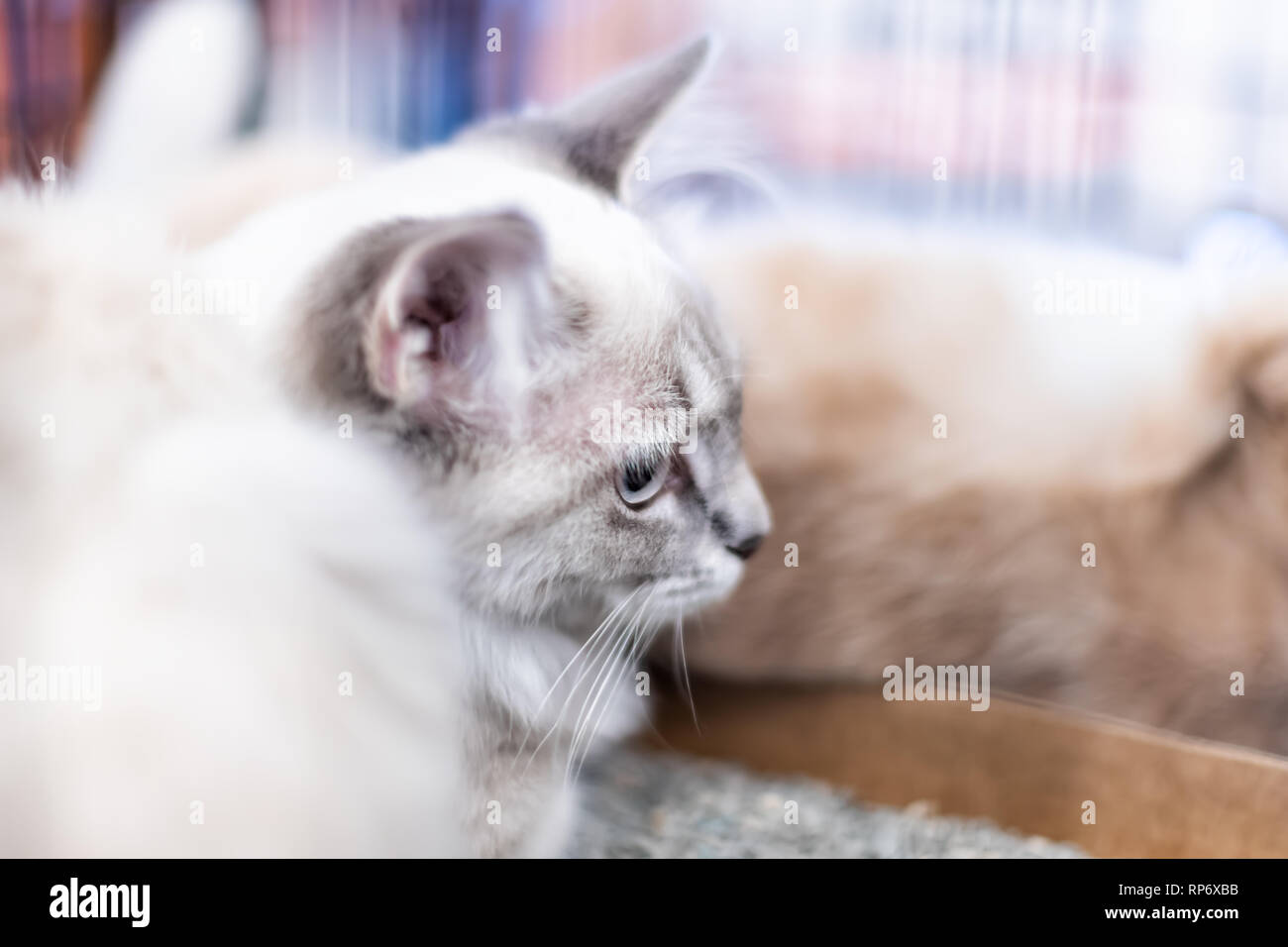 Cats in boxes hi-res stock photography and images - Alamy