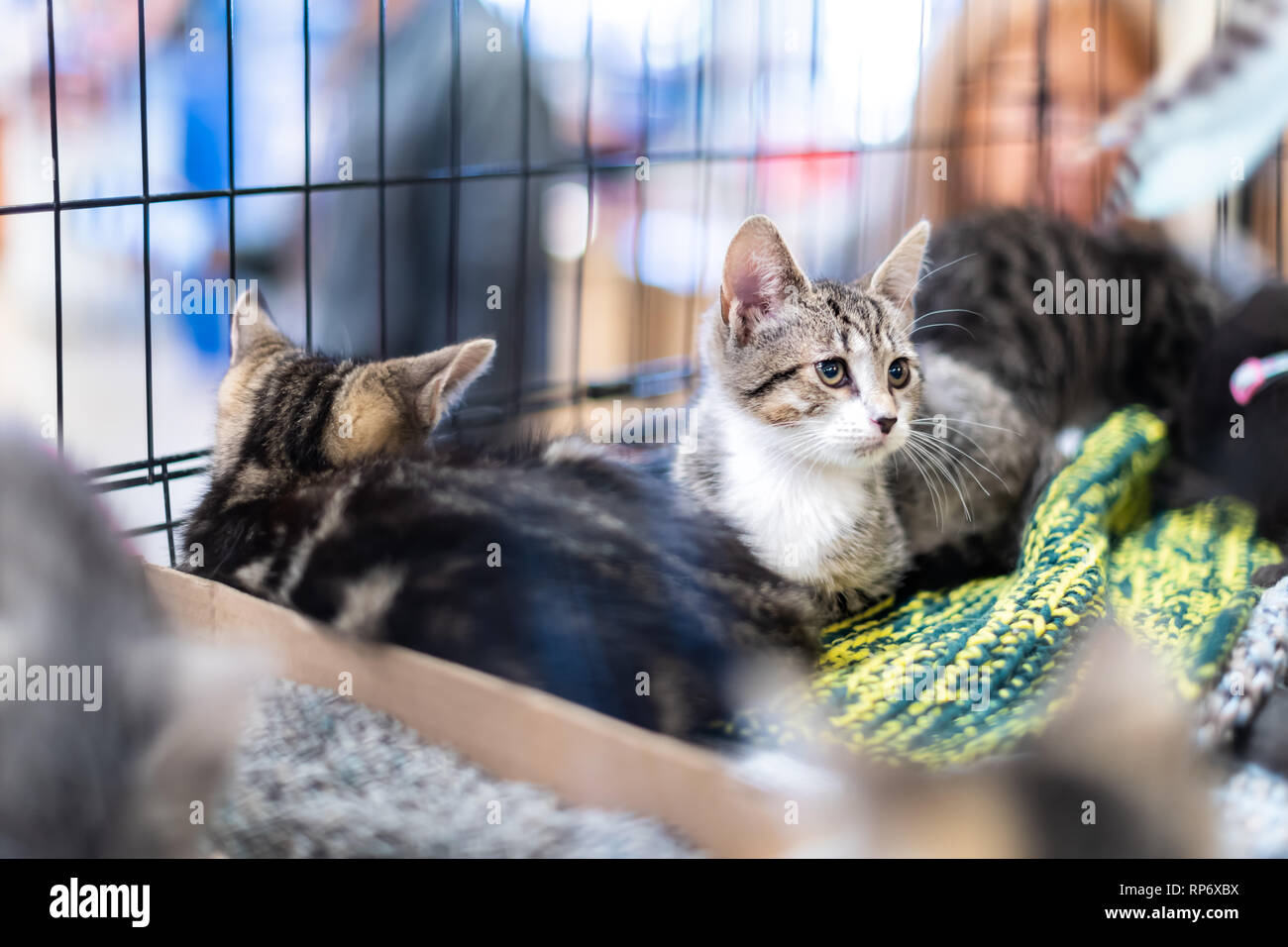 Confined Cat High Resolution Stock Photography and Images - Alamy