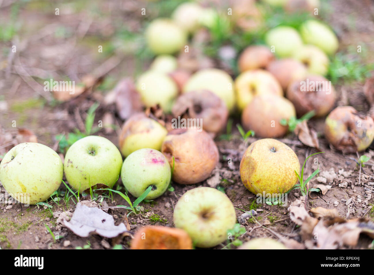Rotten golden delicious apple hi-res stock photography and images - Alamy