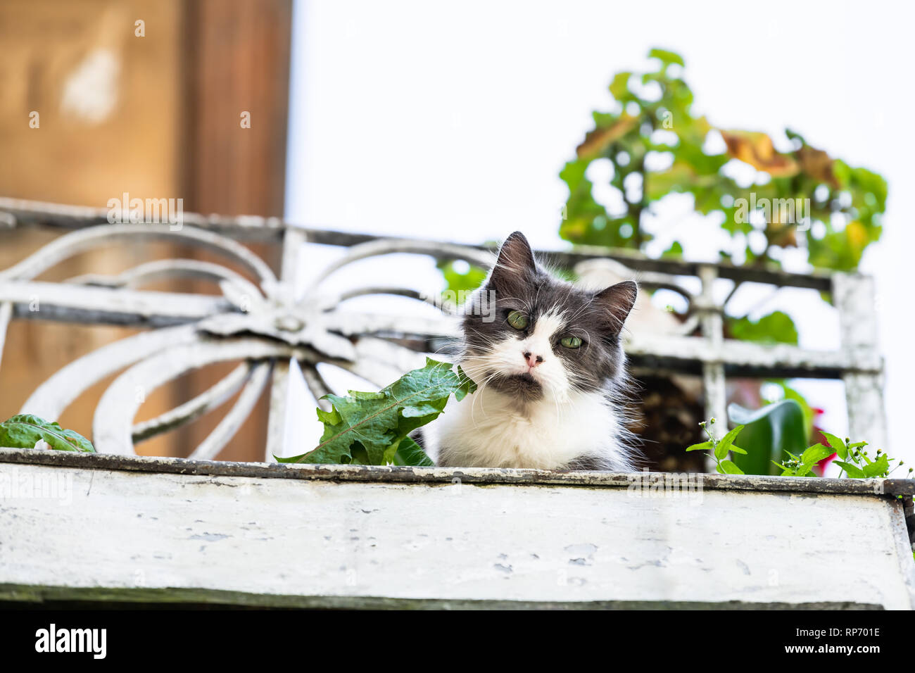 Funny cat sitting closeup face on balcony railing of apartment in Lviv ...
