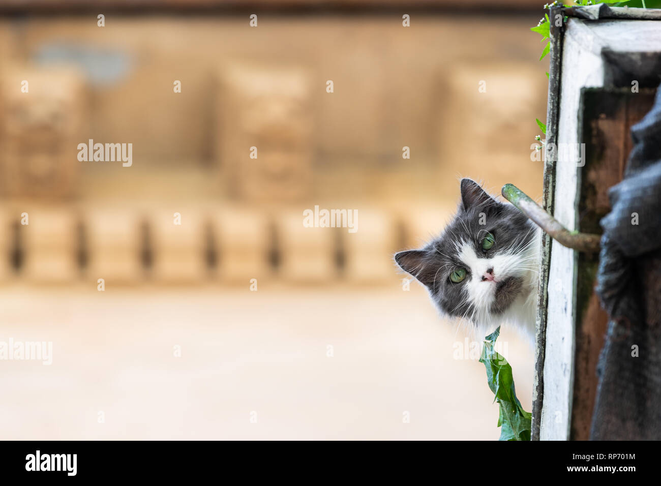 Funny cat sitting above closeup face on balcony railing of apartment in ...