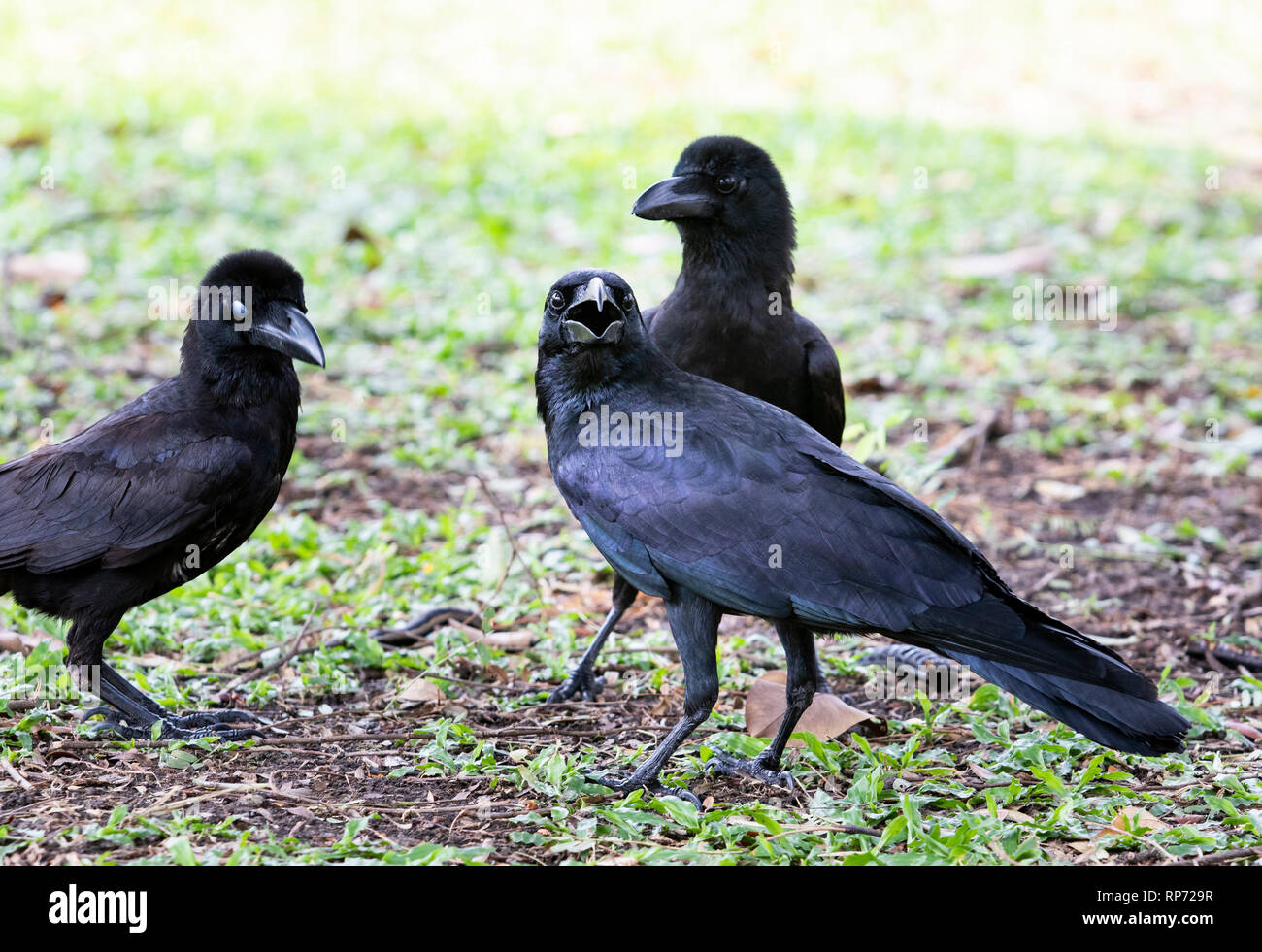 Crow flock park hi-res stock photography and images - Alamy