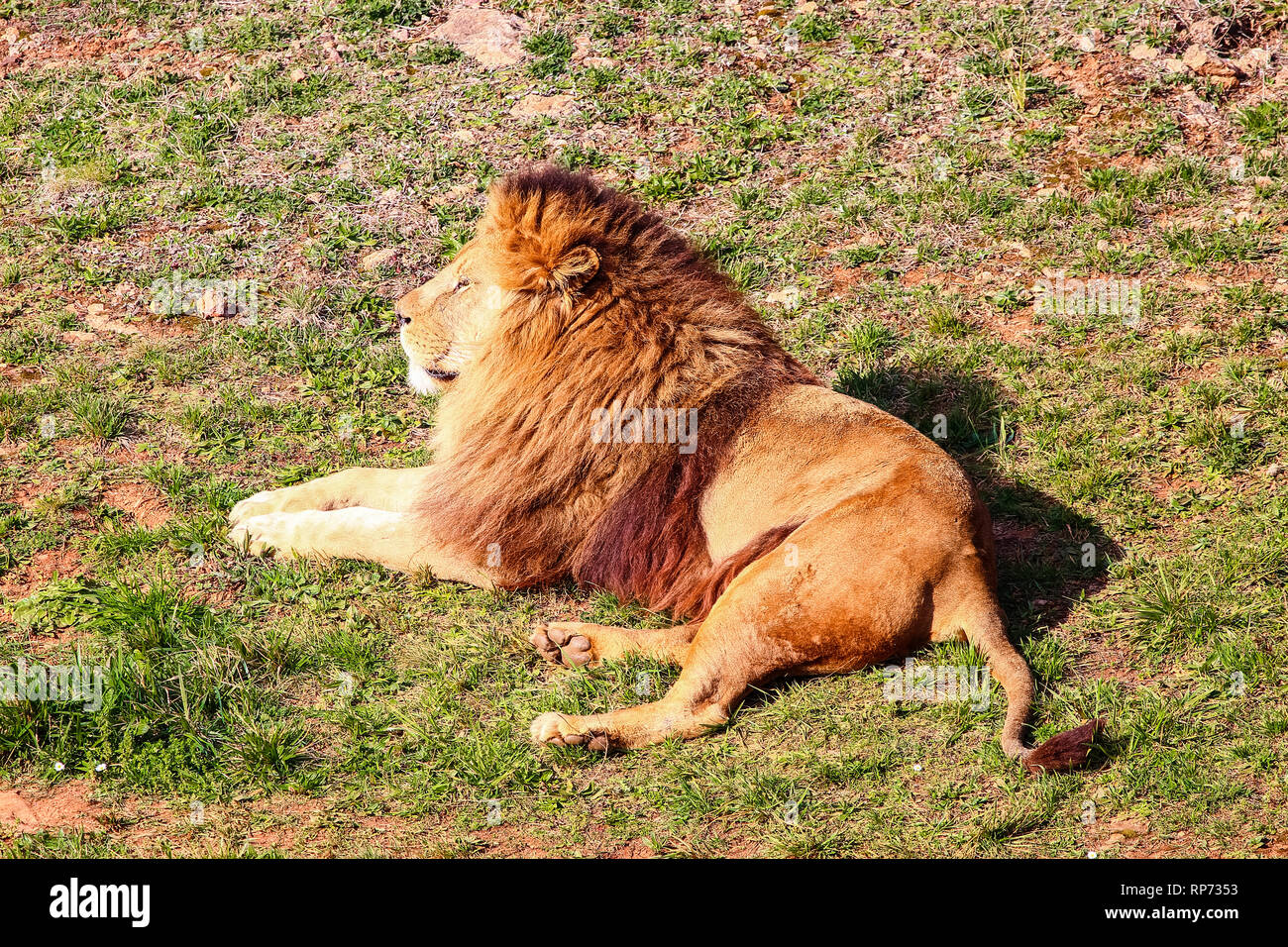Majestic male lion (Panthera leo) basking in the sun Stock Photo - Alamy
