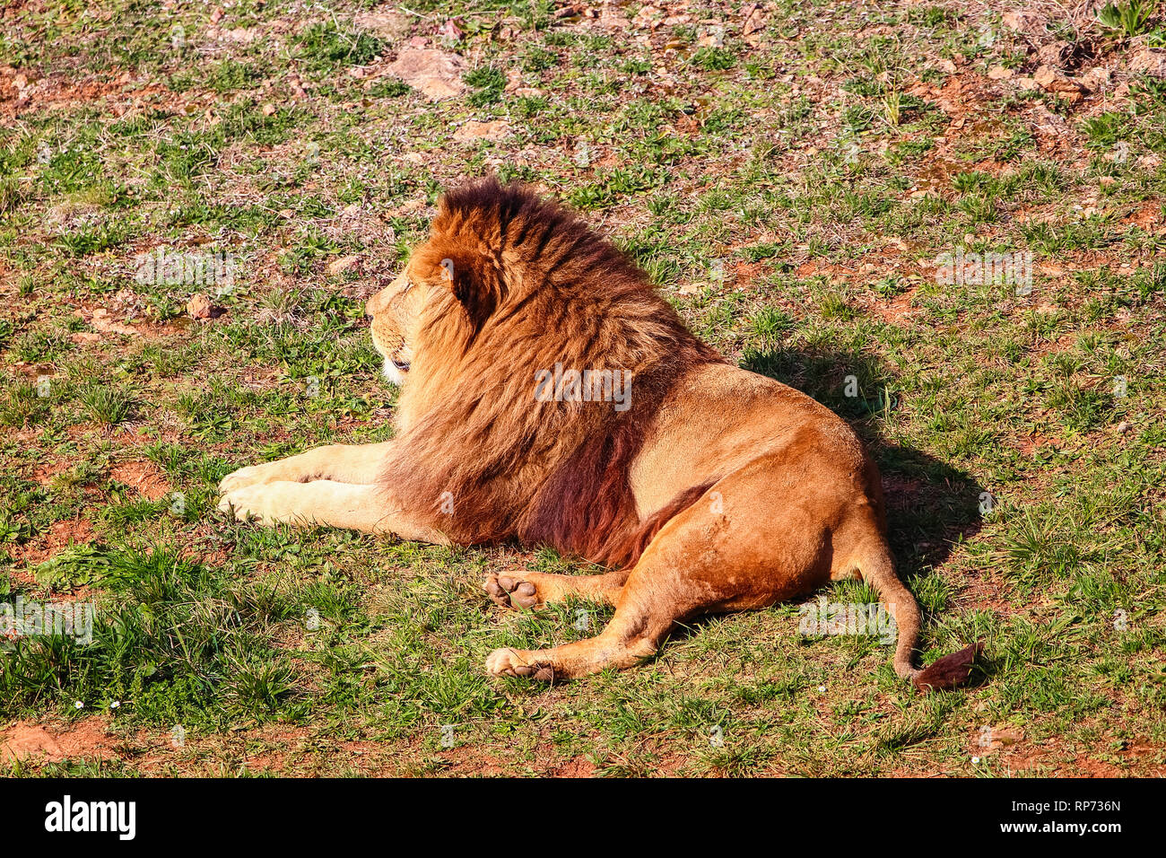 Majestic male lion (Panthera leo) basking in the sun Stock Photo - Alamy