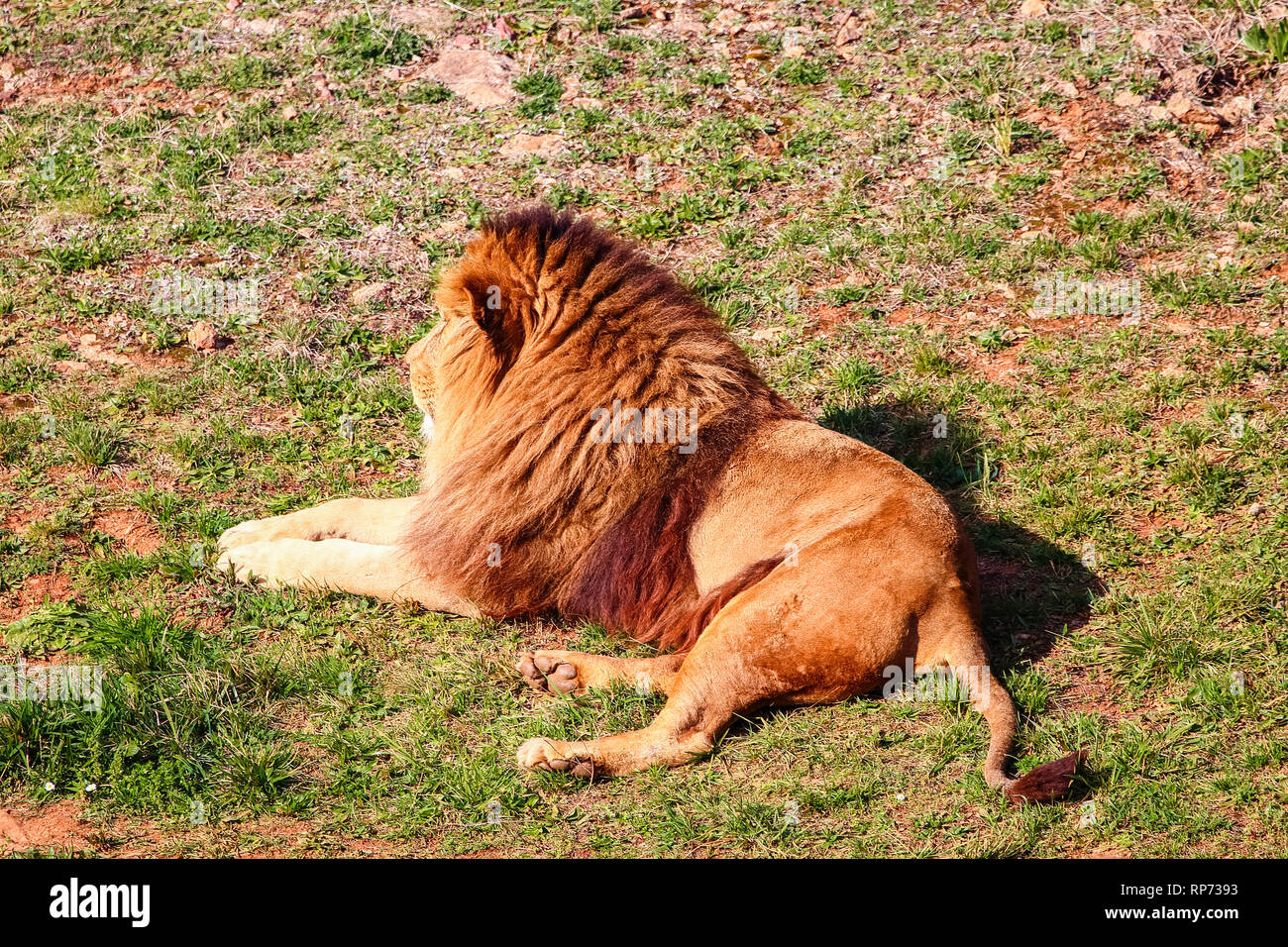 Majestic male lion (Panthera leo) basking in the sun Stock Photo - Alamy