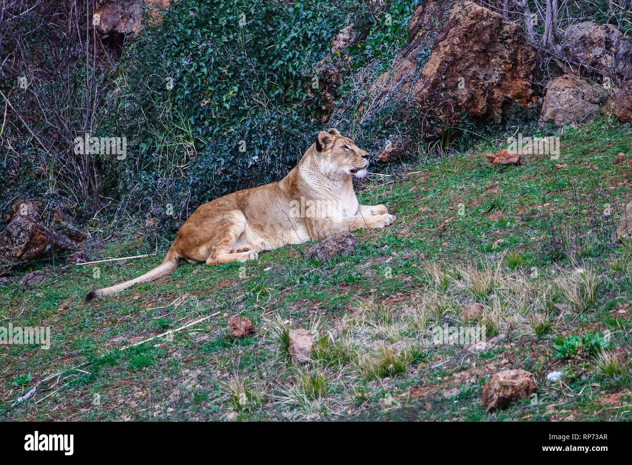 Young lion back of head hi-res stock photography and images - Alamy