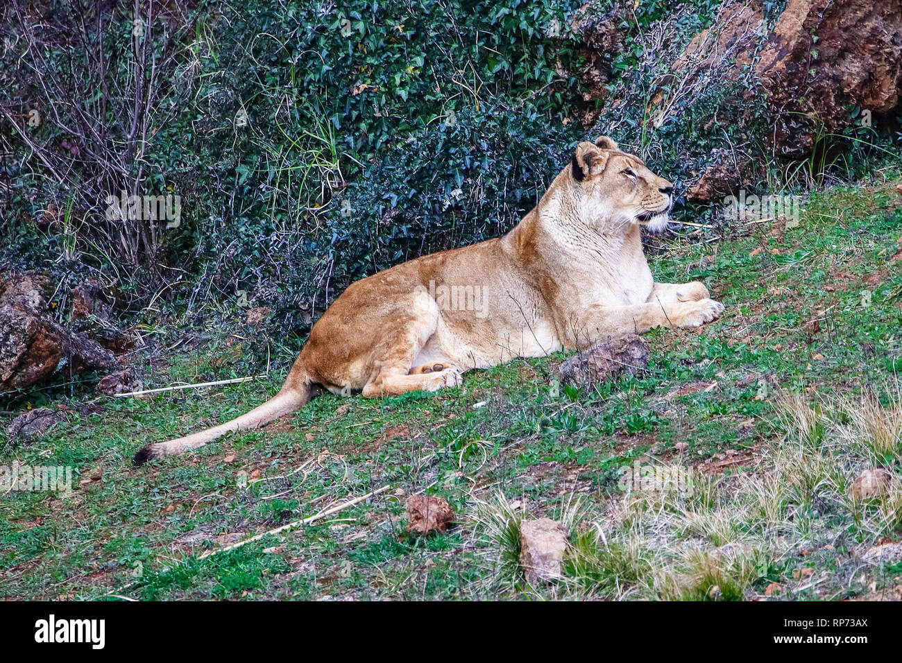 Young lion back of head hi-res stock photography and images - Alamy