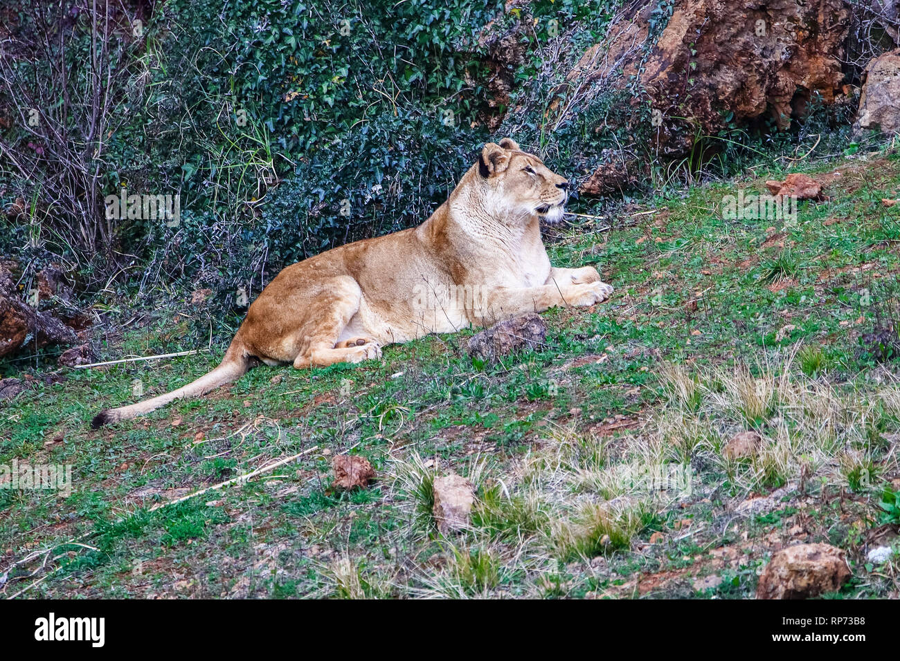 Young Lion Back Of Head High Resolution Stock Photography and Images ...