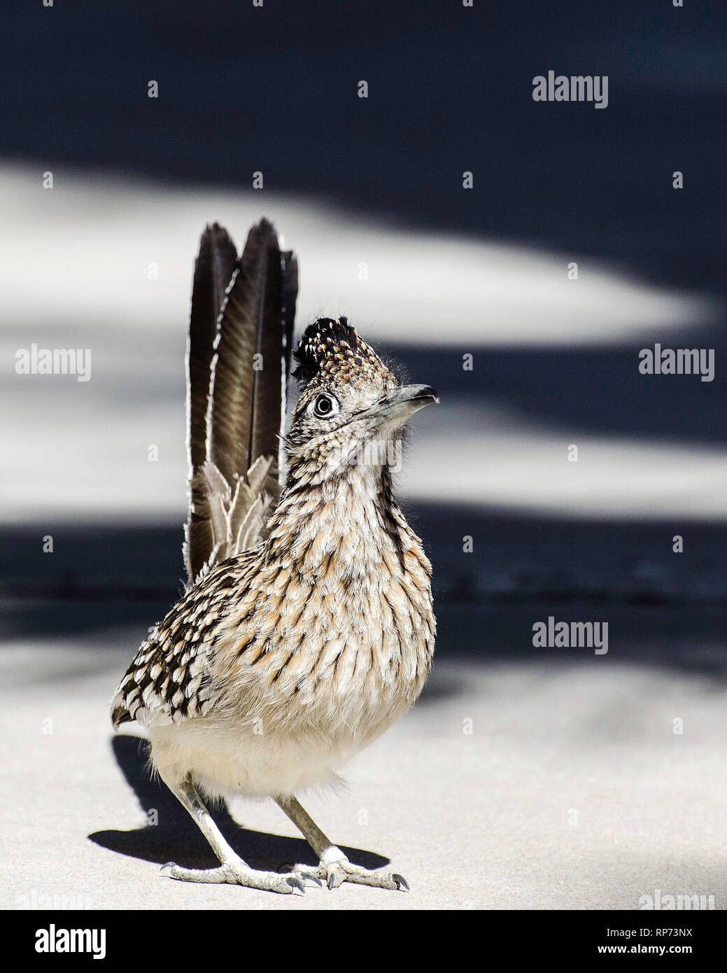 Greater roadrunner desert hi-res stock photography and images - Alamy