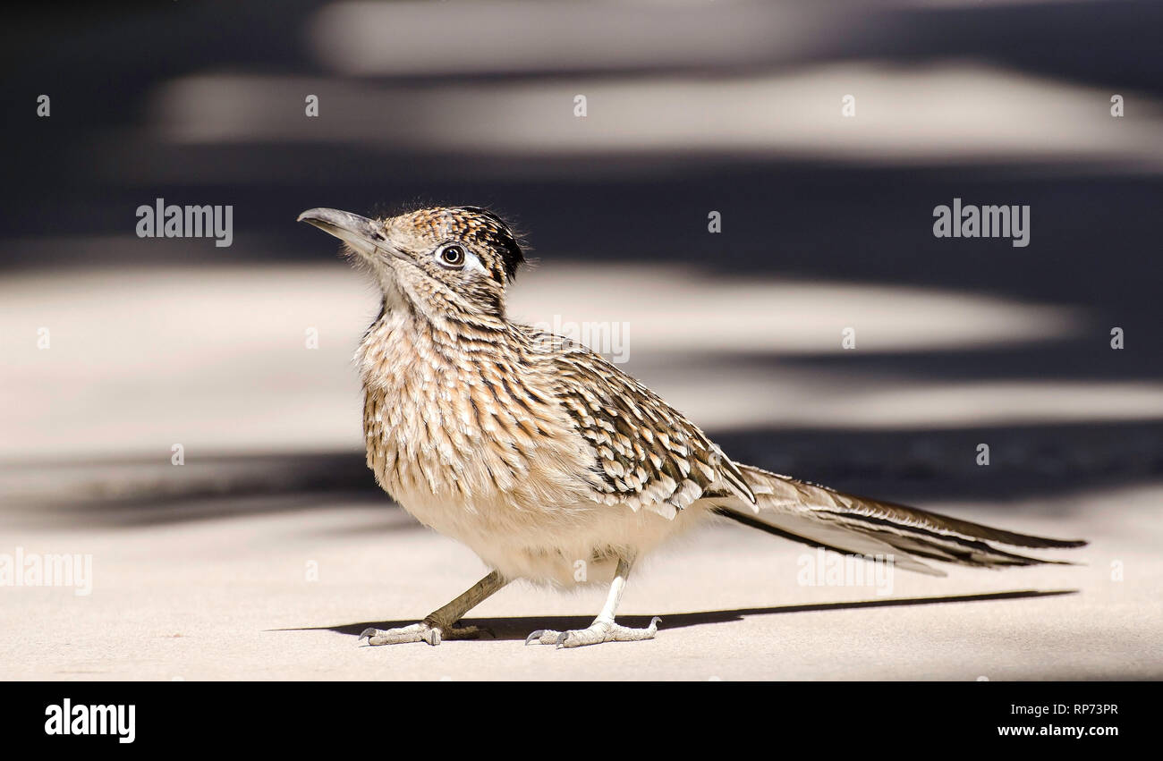 Greater roadrunner desert hi-res stock photography and images - Alamy