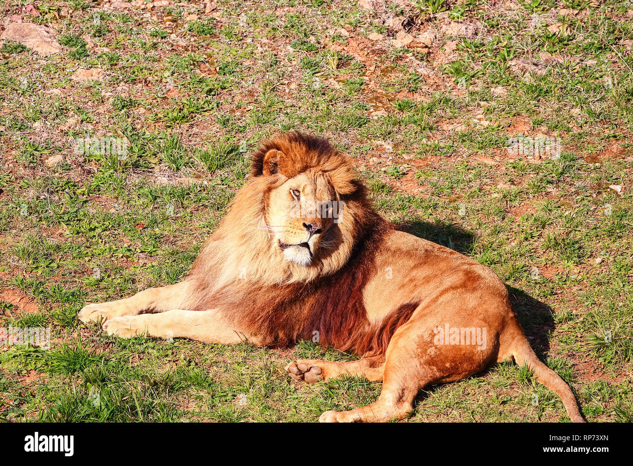 African lion looking back over hi-res stock photography and images - Alamy
