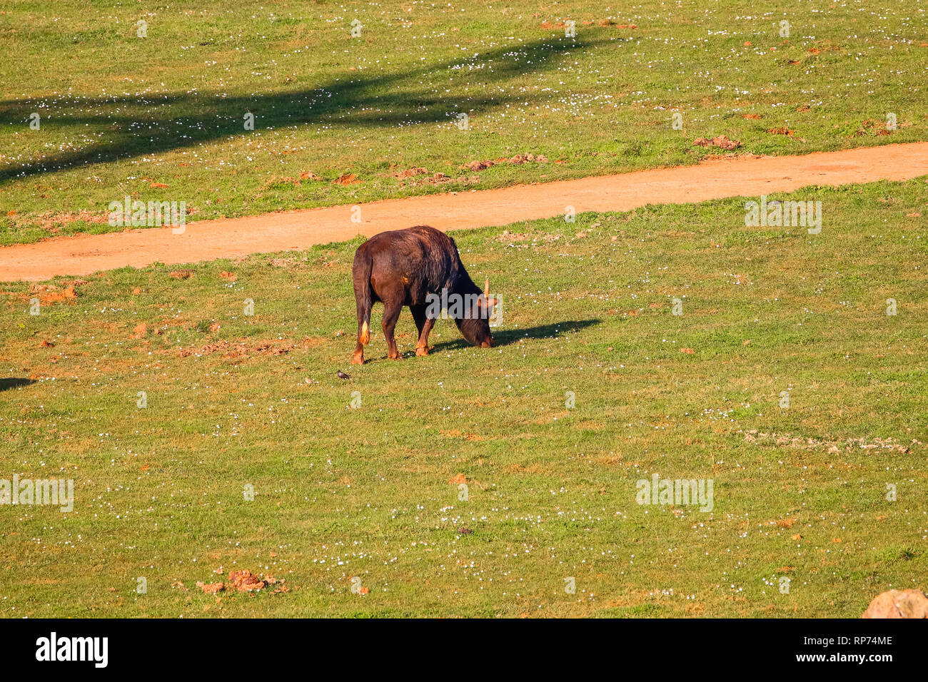 Buffalo in grass field Stock Photo - Alamy