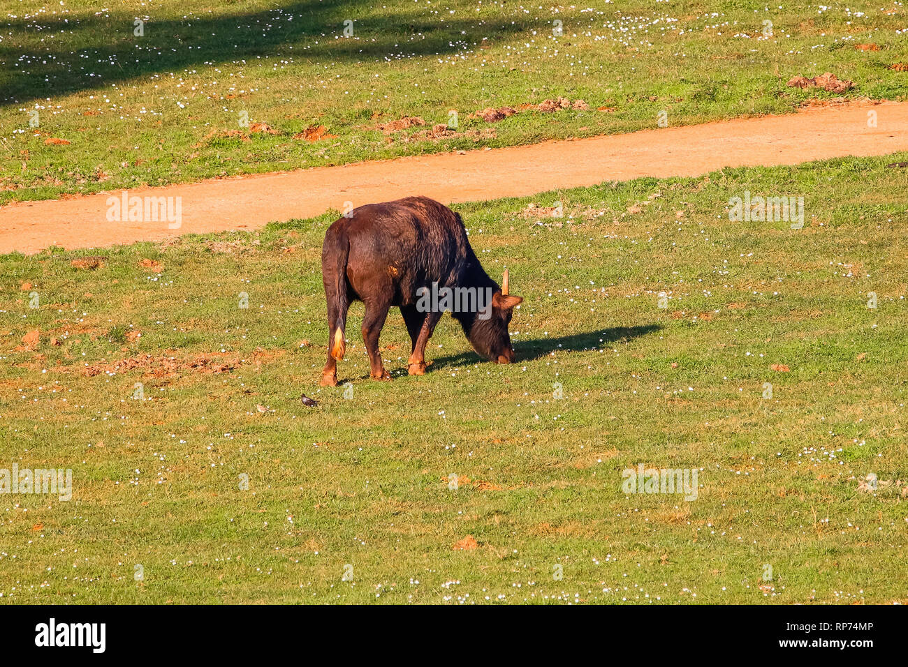 Buffalo in grass field Stock Photo - Alamy