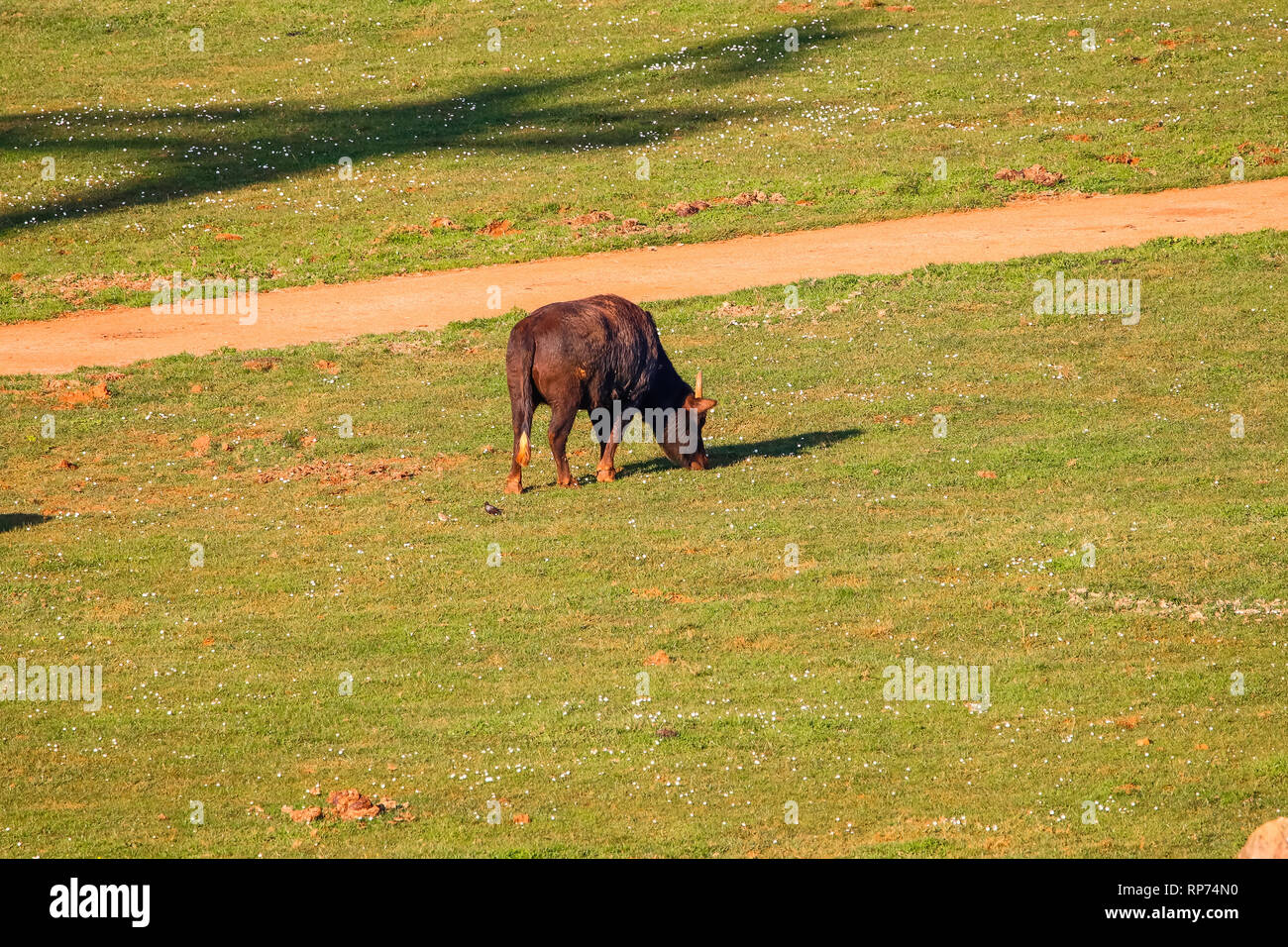 Buffalo in grass field Stock Photo - Alamy