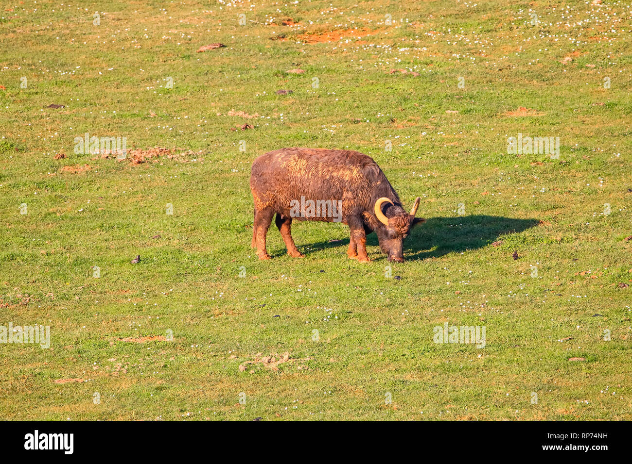 Buffalo in grass field Stock Photo - Alamy