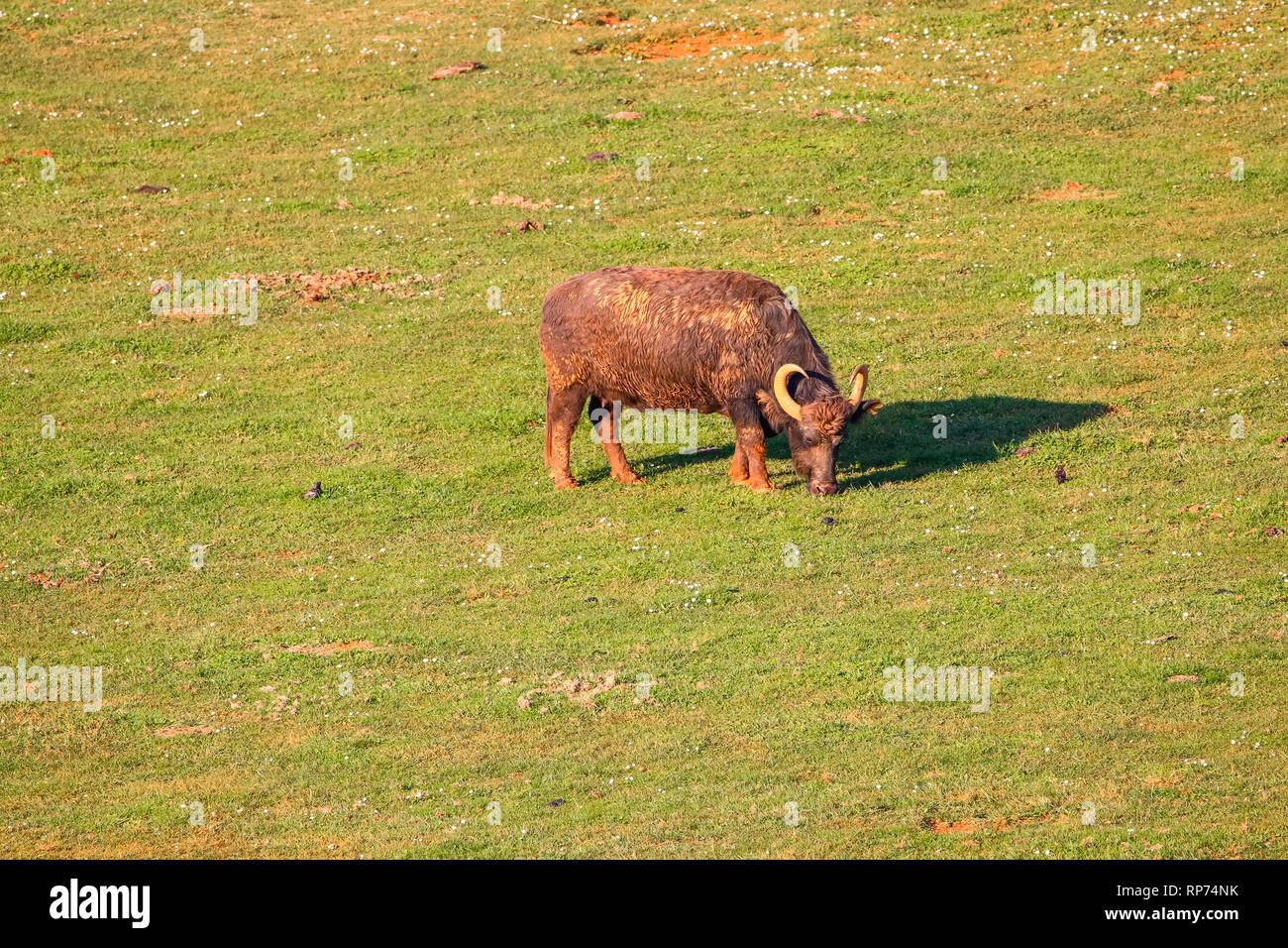 Buffalo in grass field Stock Photo - Alamy