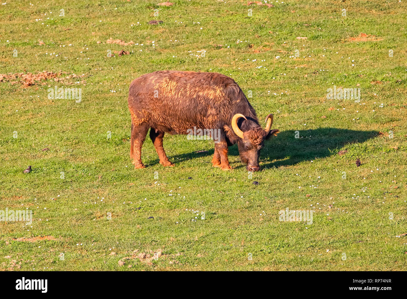 Buffalo in grass field Stock Photo - Alamy