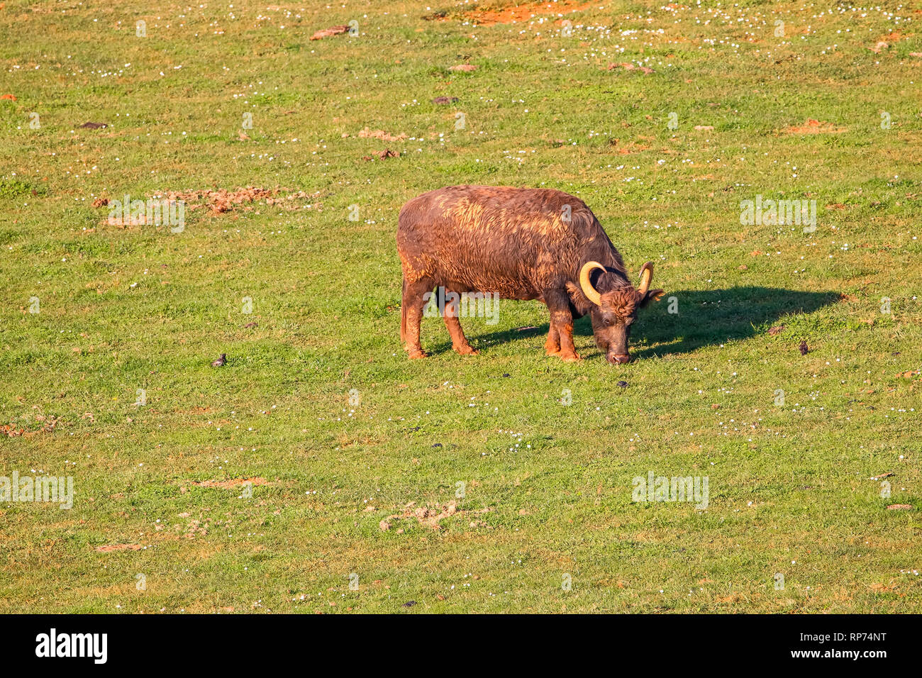 Buffalo in grass field Stock Photo - Alamy