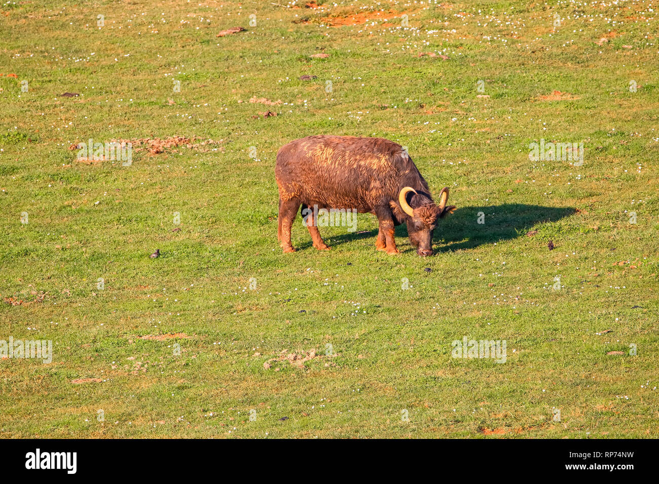 Buffalo in grass field Stock Photo - Alamy